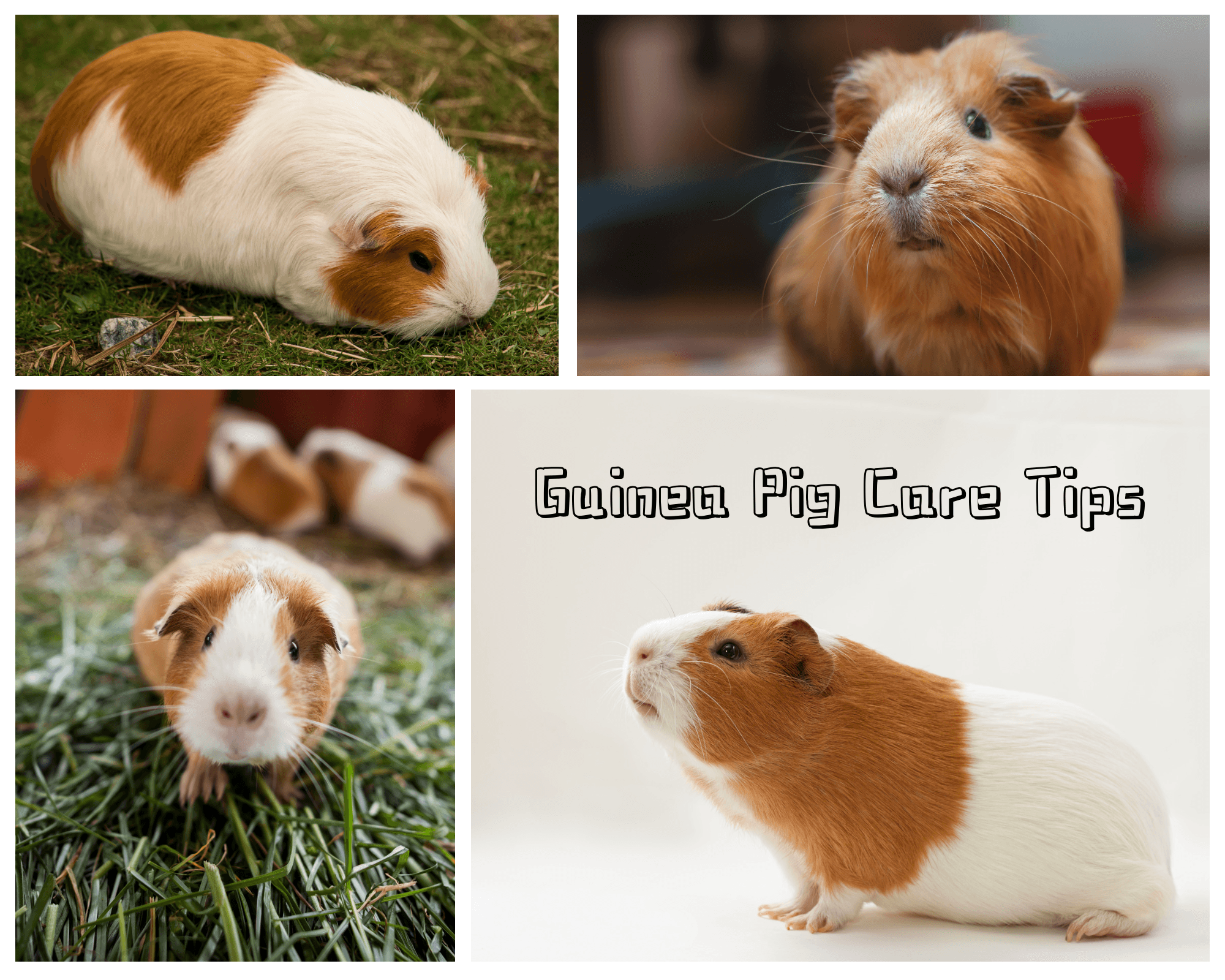 Ultimate Guinea Pig Care Guide – J & J Pet Club