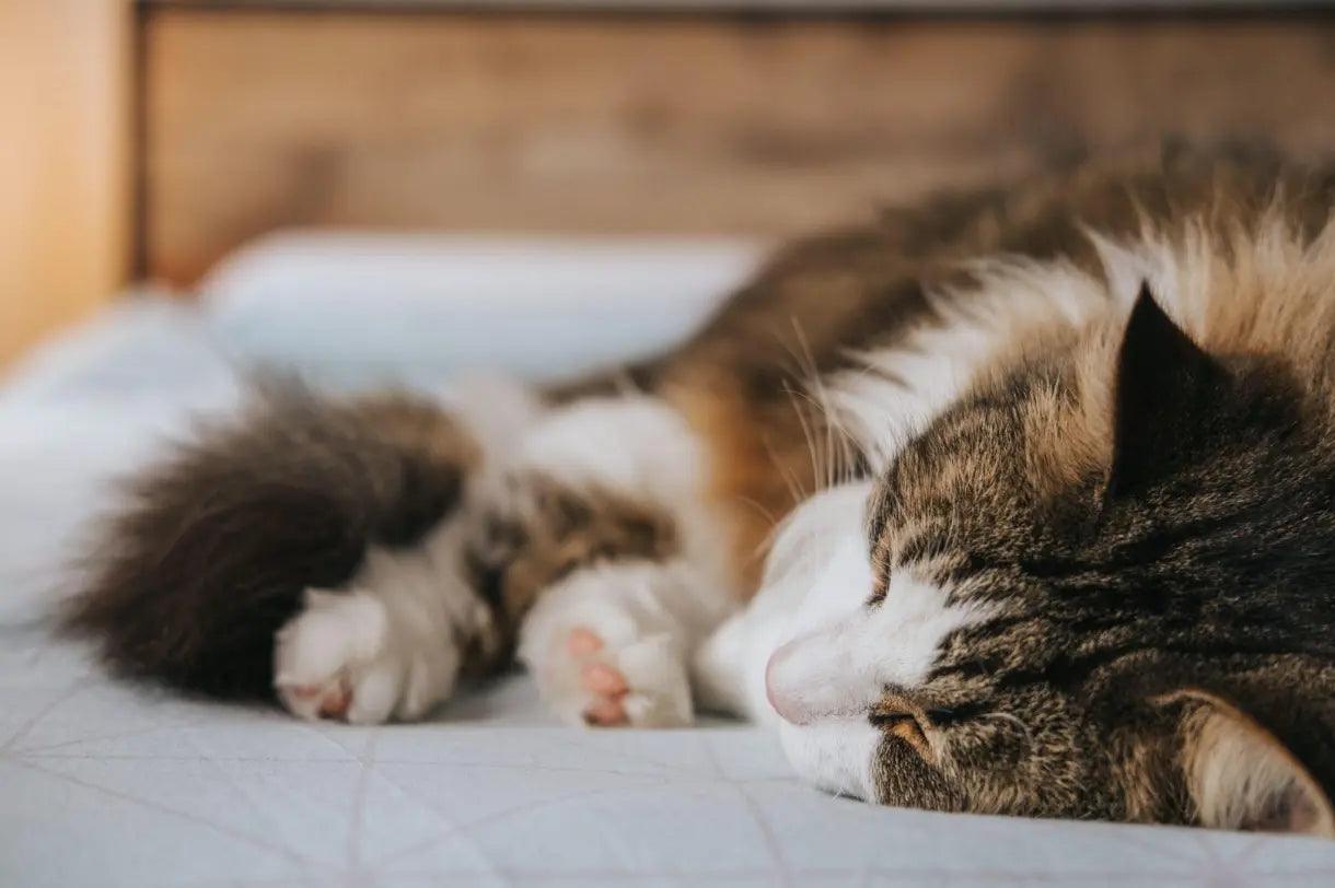 The Perfect Cat Breeds for First-Time Owners – J & J Pet Club